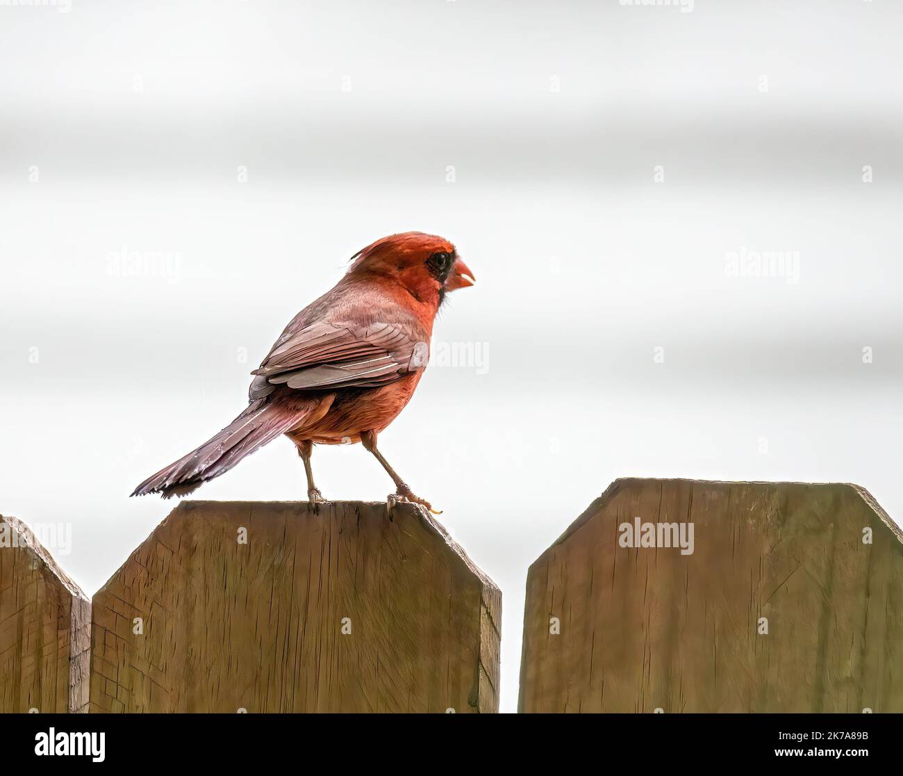 Male northern cardinal perched standing on a backyard wooden fence on a ...