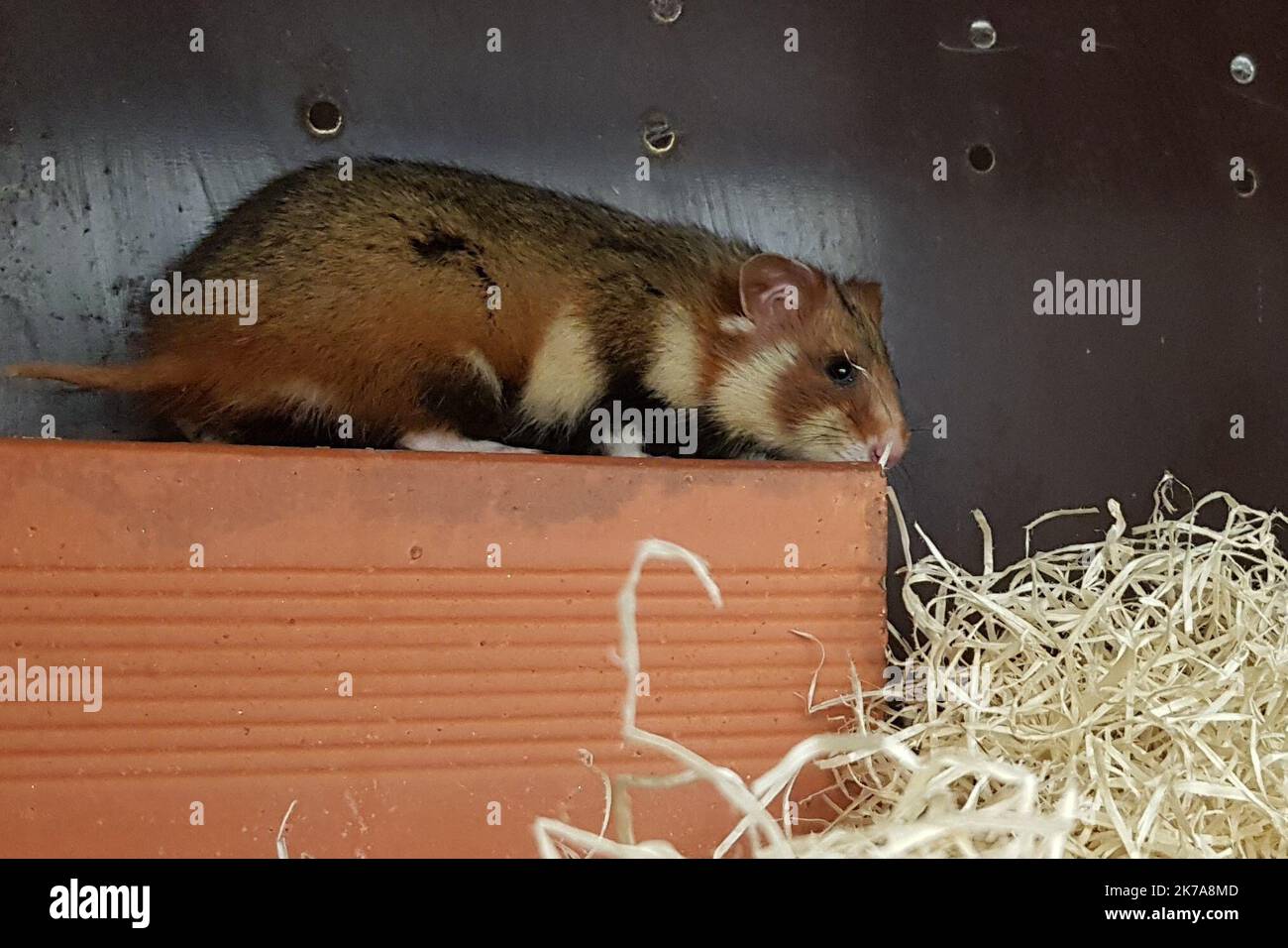 ©PHOTOPQR/DNA/Gregoire GAUCHET ; Jungholtz ; 20/07/2020 ; l'elevage de ...