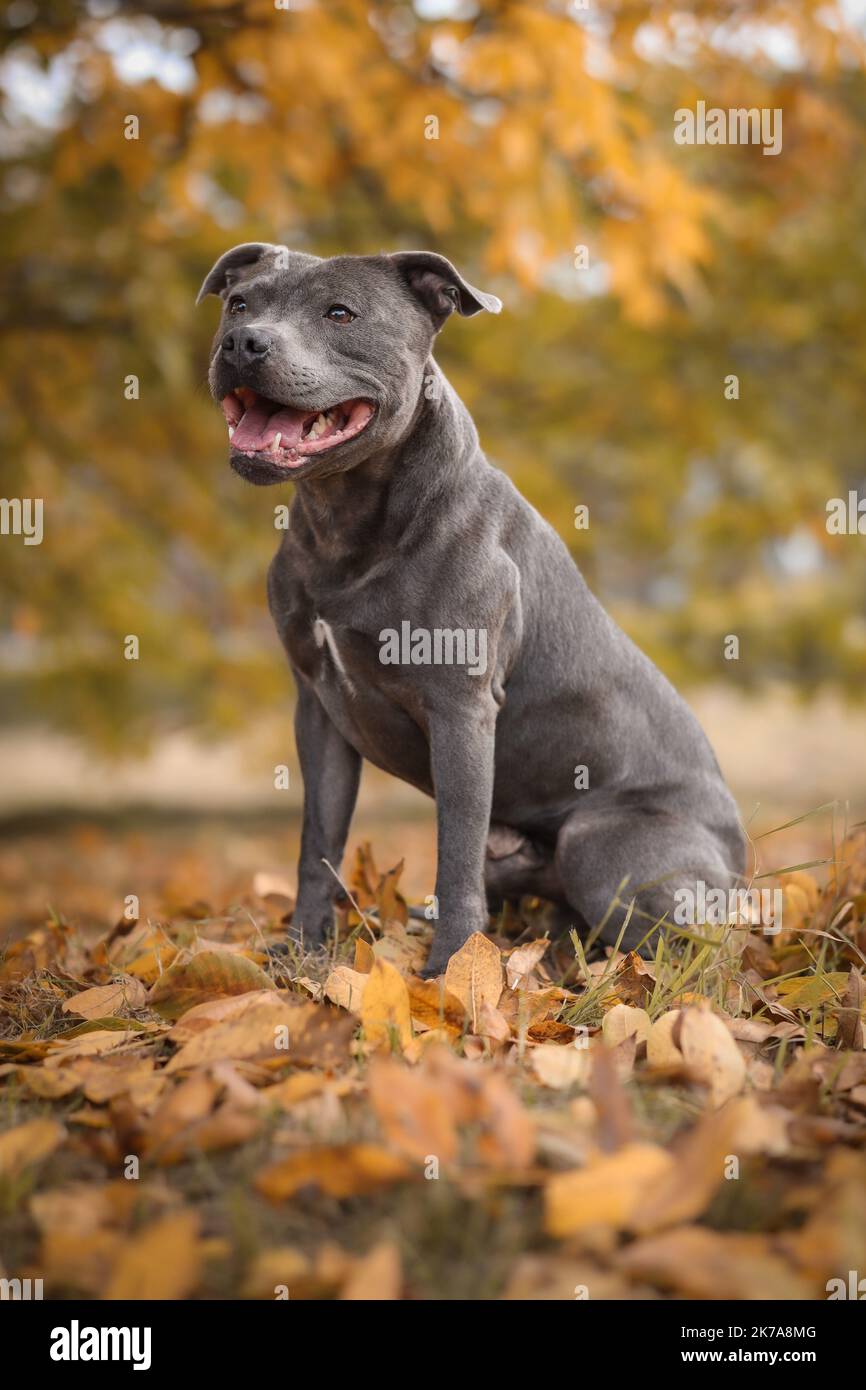 Vertical Portrait of Blue Staffy in Autumn Park. Smiling English ...