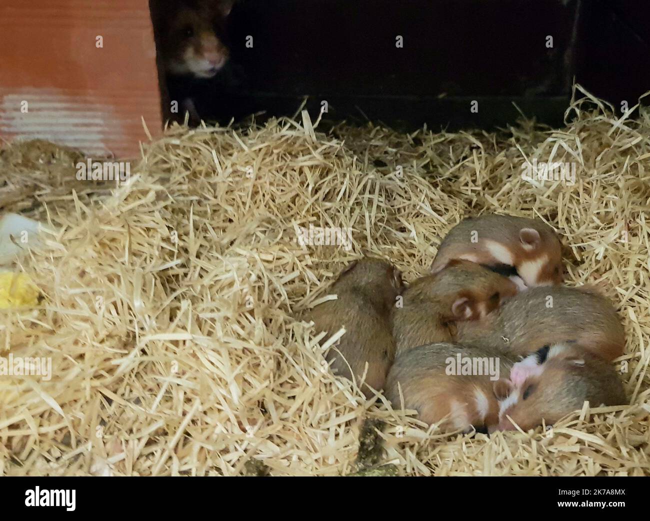 ©PHOTOPQR/DNA/Gregoire GAUCHET ; Jungholtz ; 20/07/2020 ; l'elevage de ...