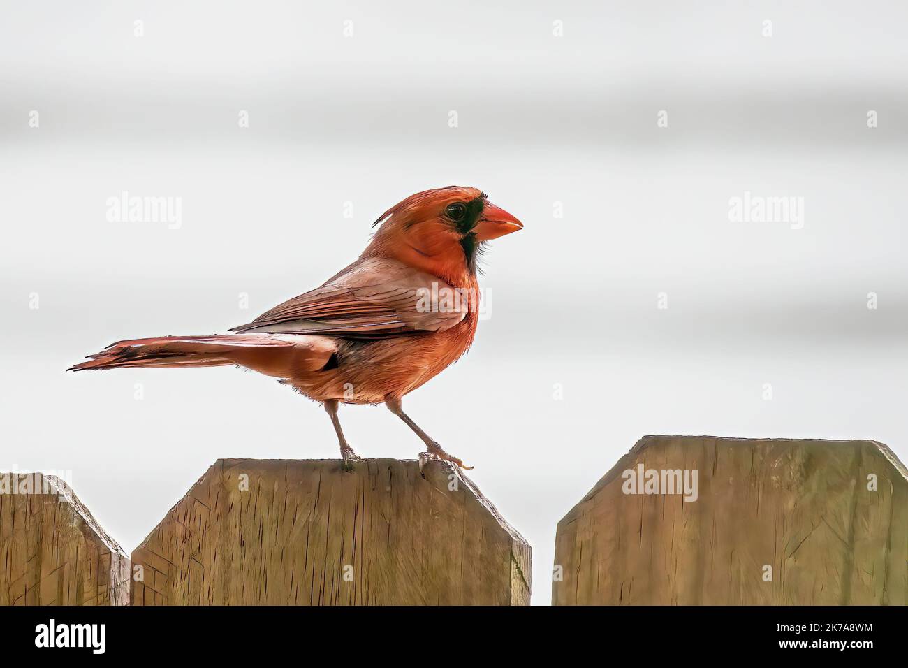 Male northern cardinal perched standing on a backyard wooden fence on a ...