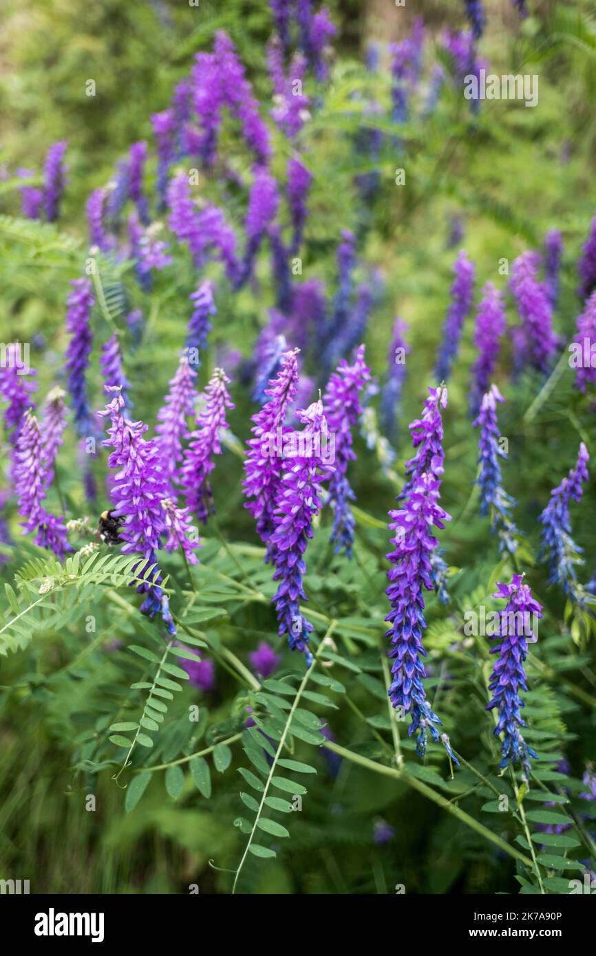 Vesce sauvage hi-res stock photography and images - Alamy