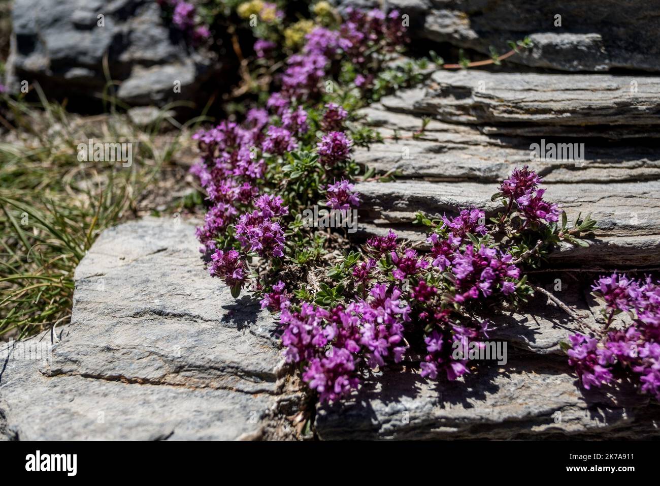 Plante de thym sauvage hi-res stock photography and images - Alamy