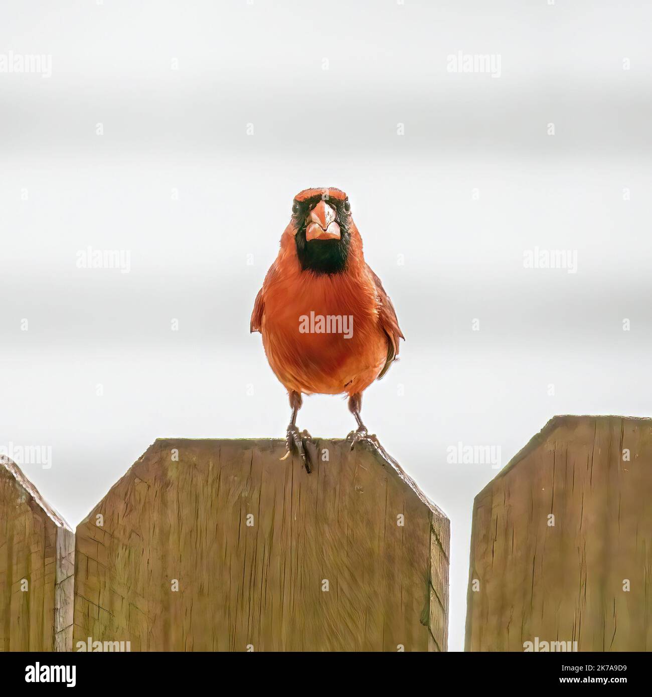 Male northern cardinal perched standing on a backyard wooden fence on a ...