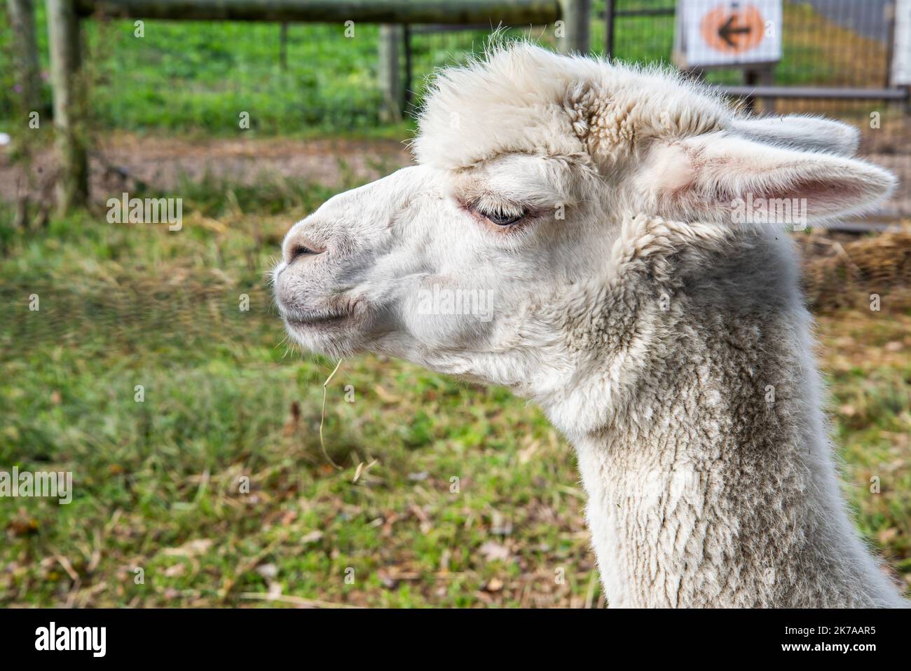 A view of different faces of alpacas Stock Photo - Alamy
