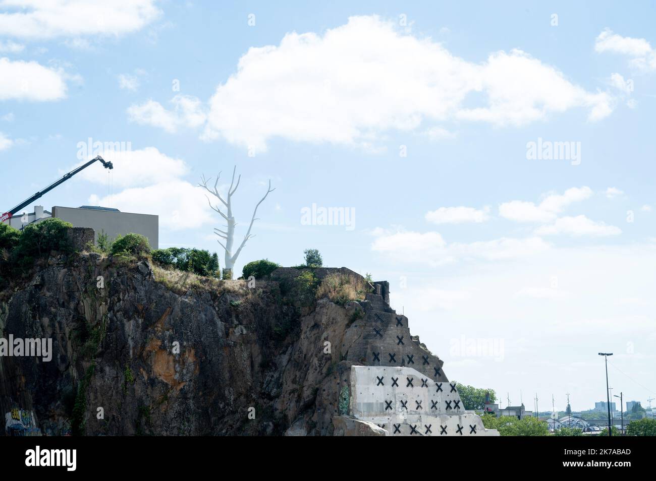 Arbre blanc mort hi-res stock photography and images - Alamy
