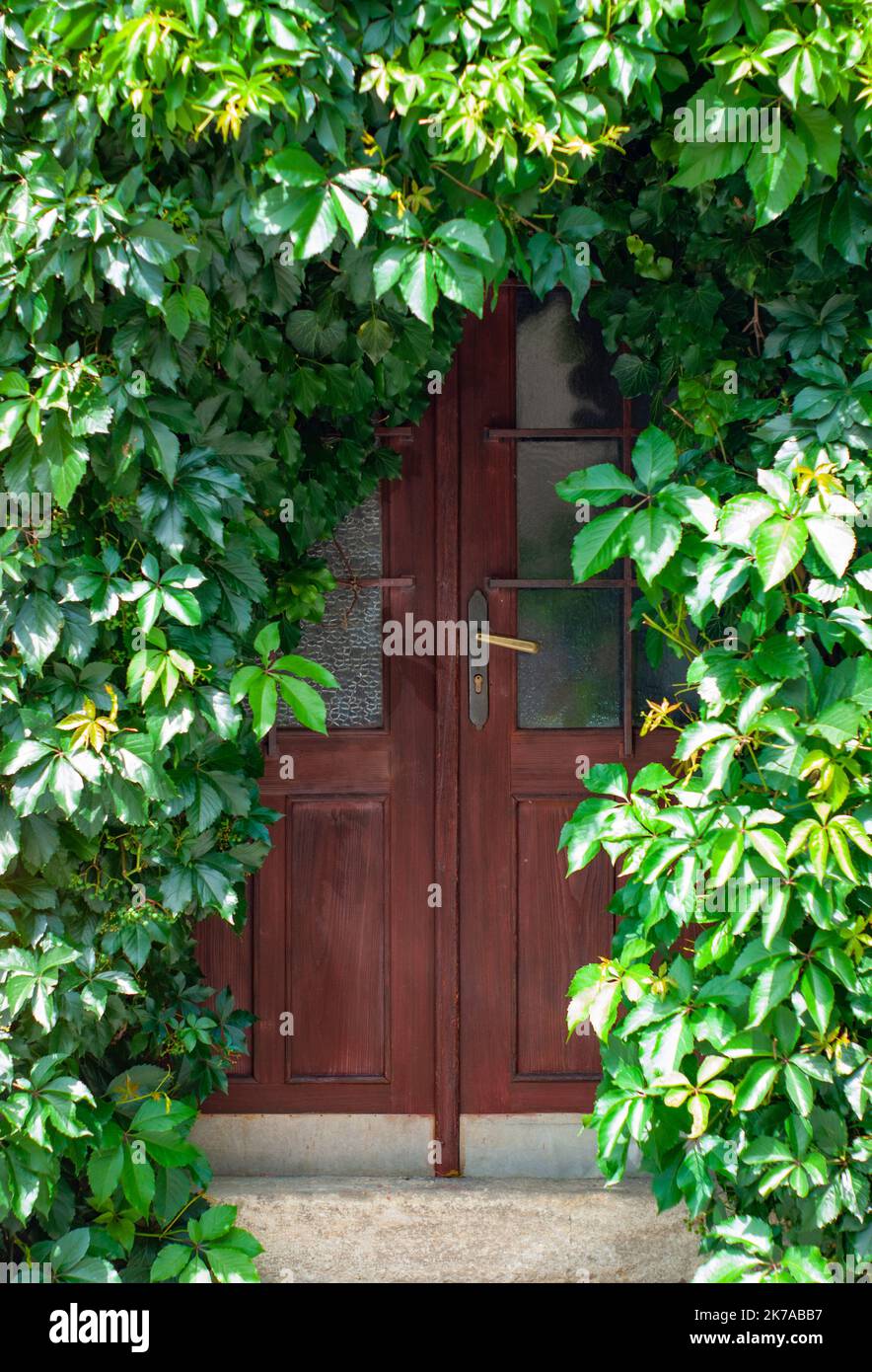 Old wood doors hidden with vines. Bohemian Region of the Czech Republic ...