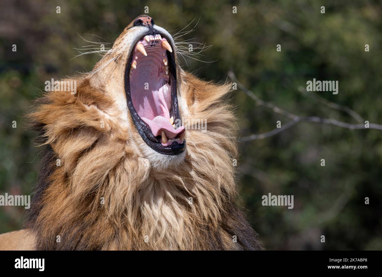 African Lion (Panthera Leo Stock Photo - Alamy