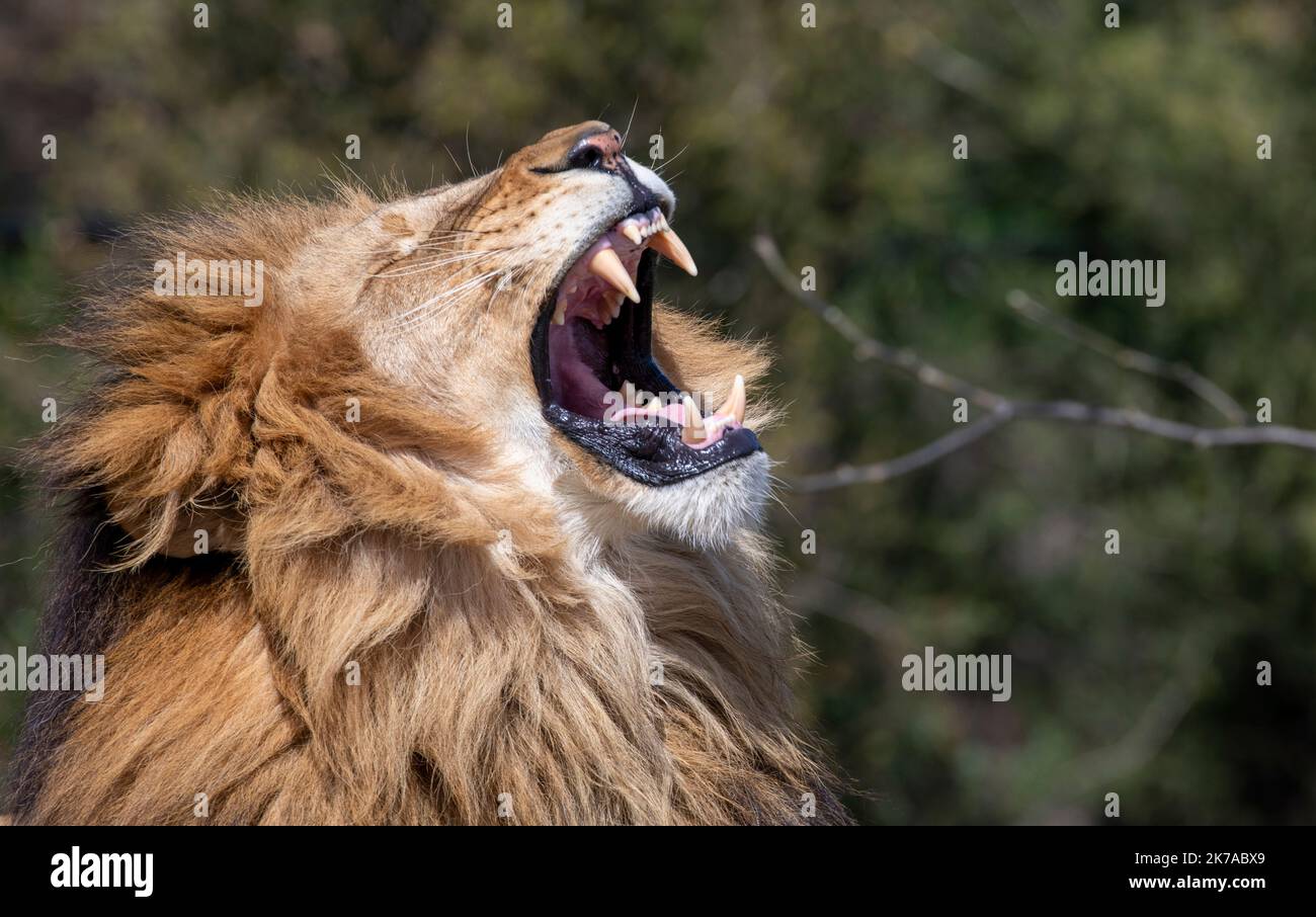 African Lion (Panthera Leo Stock Photo - Alamy