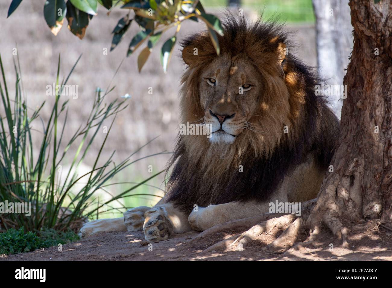 African Lion (Panthera Leo Stock Photo - Alamy African Lion (Panthera Leo Stock Photo - Alamy