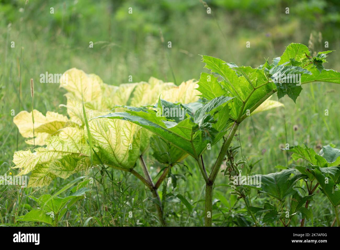 Sosnovsky's hogweed is treated with chemicals for destruction on a ...