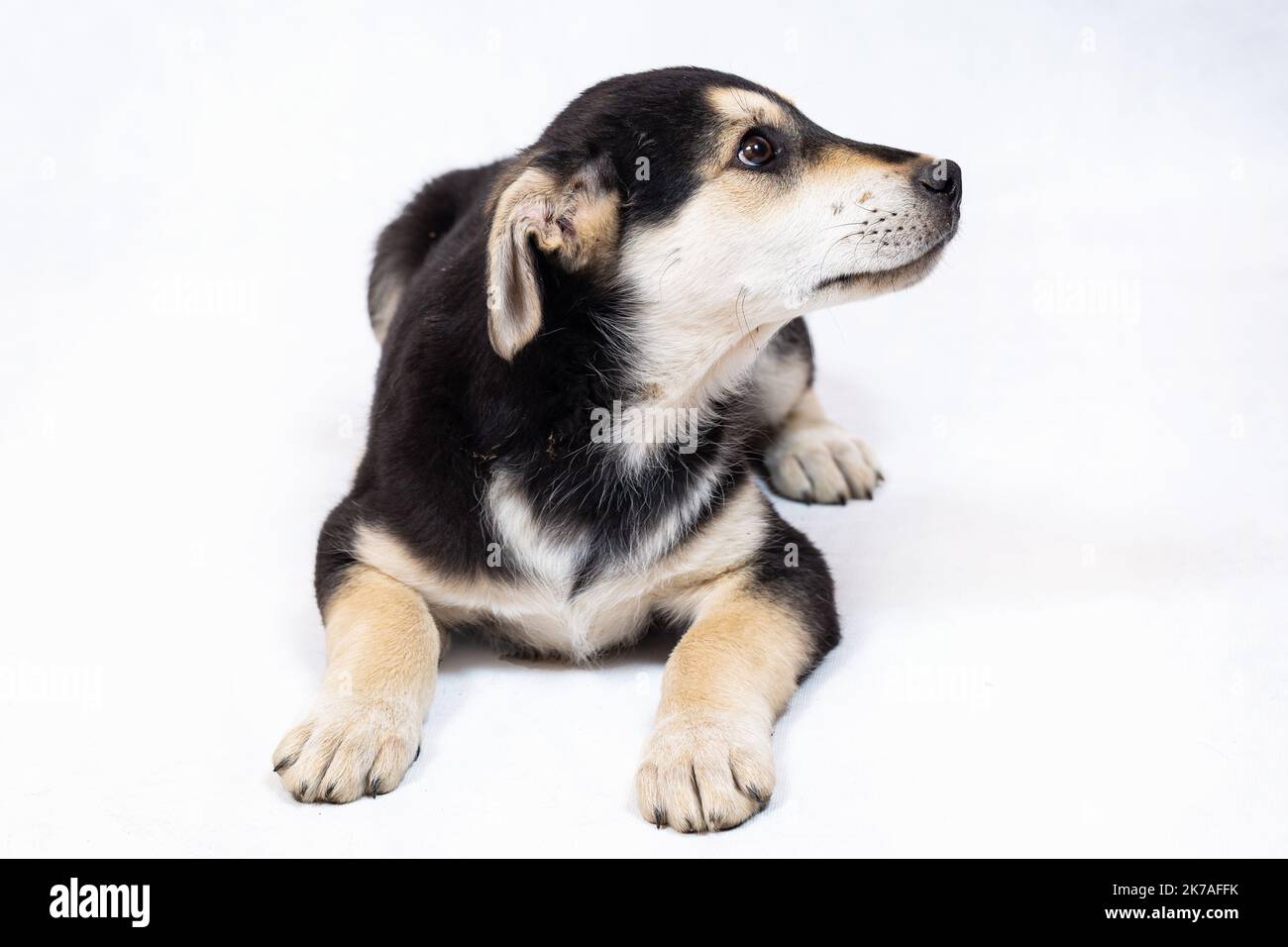 A large half-breed puppy of an Eastern European shepherd poses in the ...