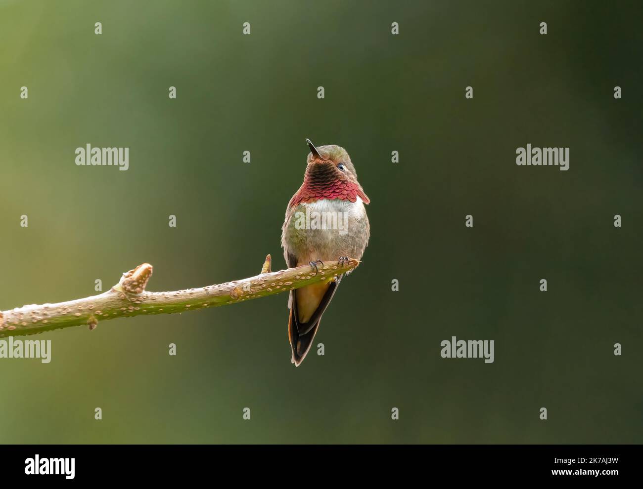 Volcano Hummingbird resting after taking nectar from many different ...