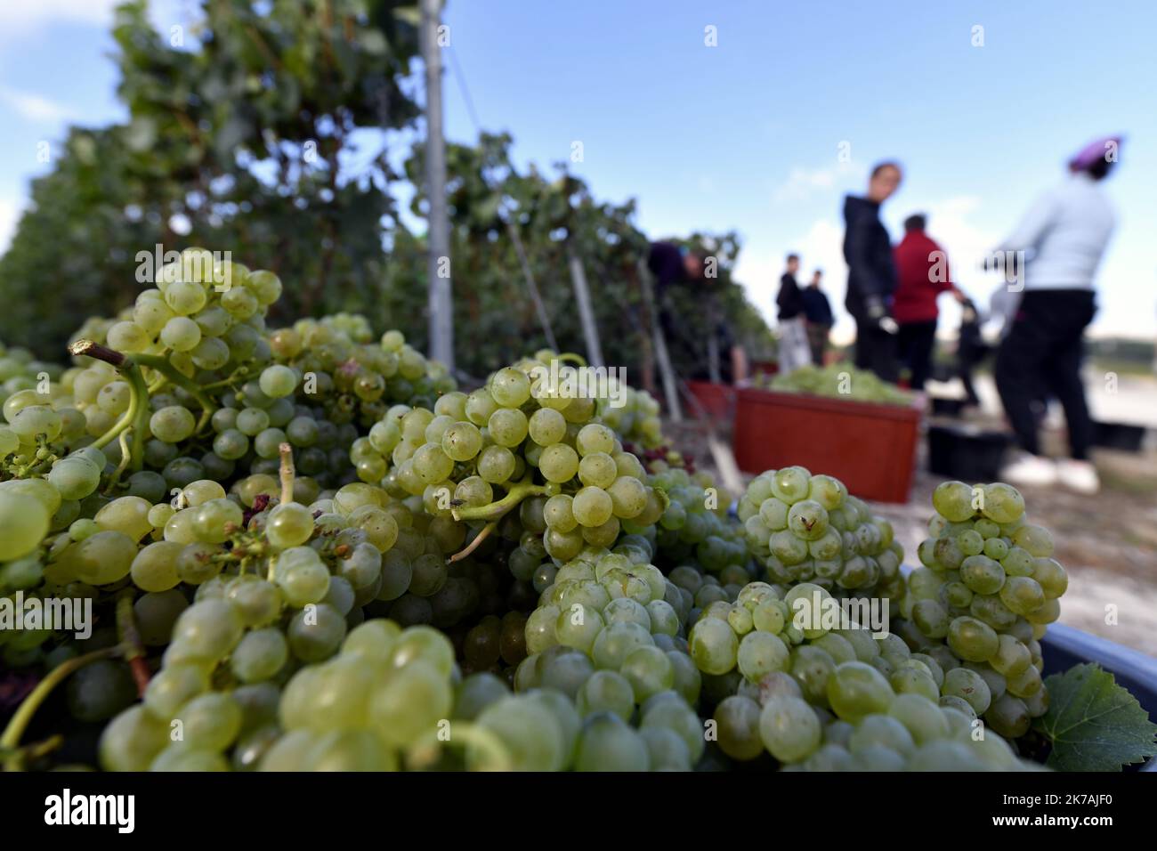 Recolte des blancs hi-res stock photography and images - Alamy