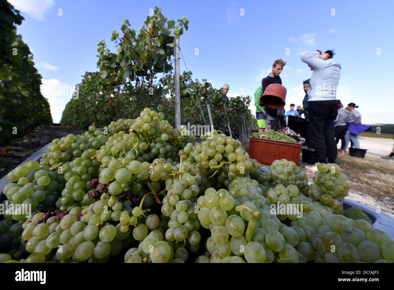 Recolte des blancs hi-res stock photography and images - Alamy