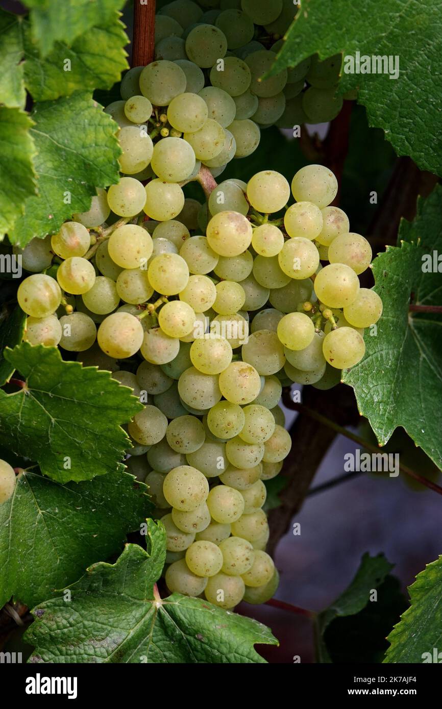 Une grappe de raisin blanc hi-res stock photography and images - Alamy