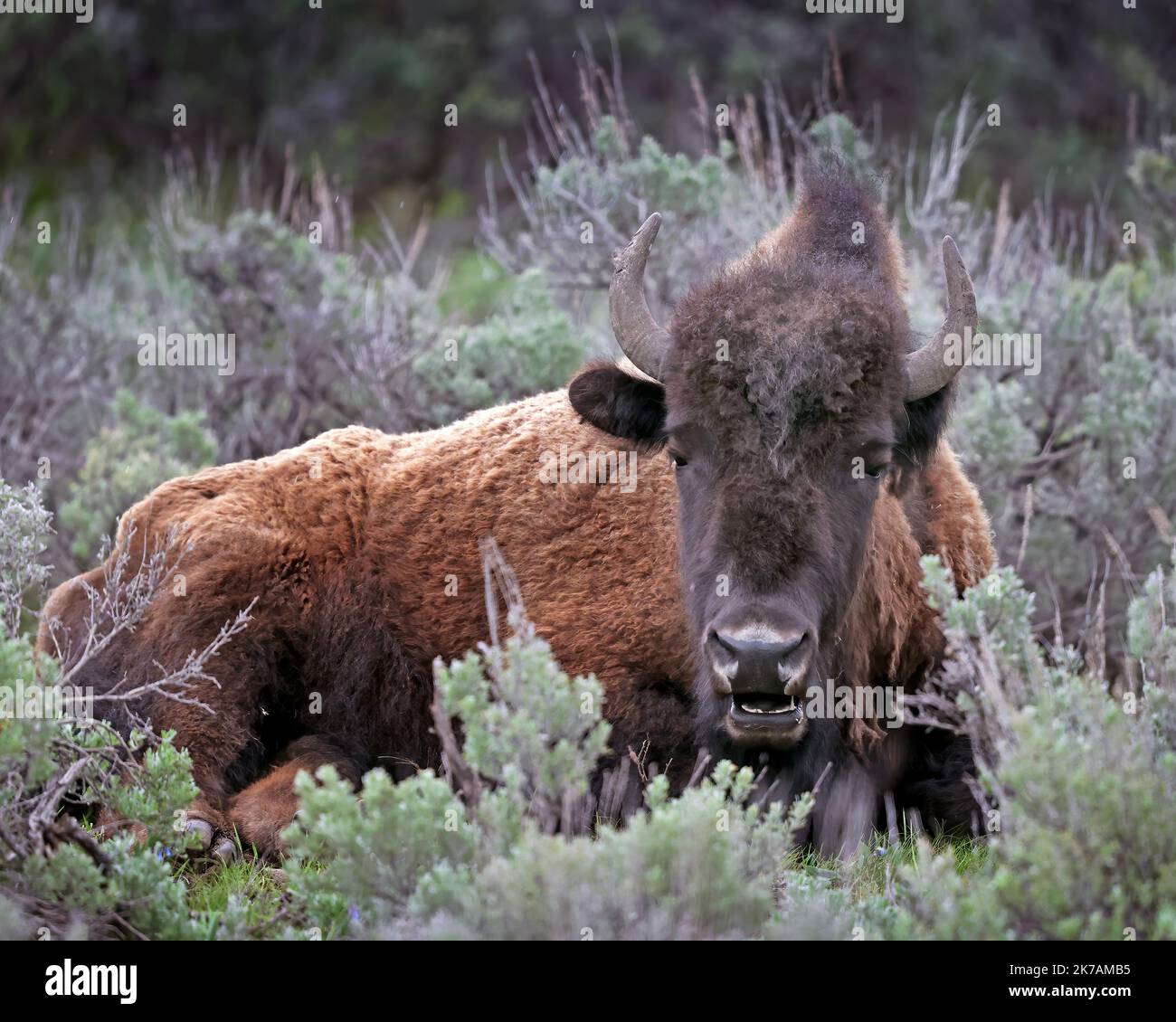 Bison laying down Stock Photo - Alamy