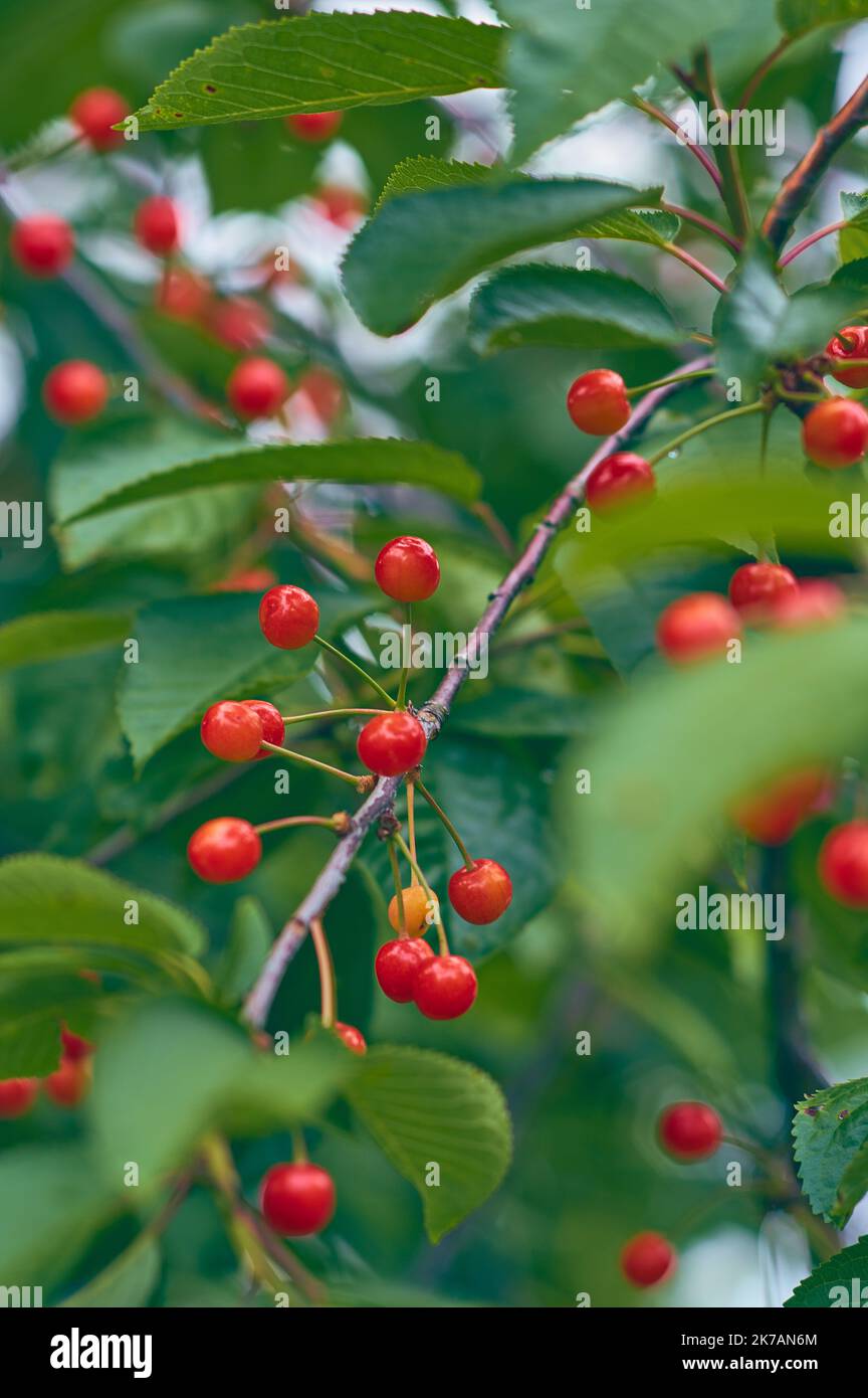 Korean cherry tree hi-res stock photography and images - Alamy