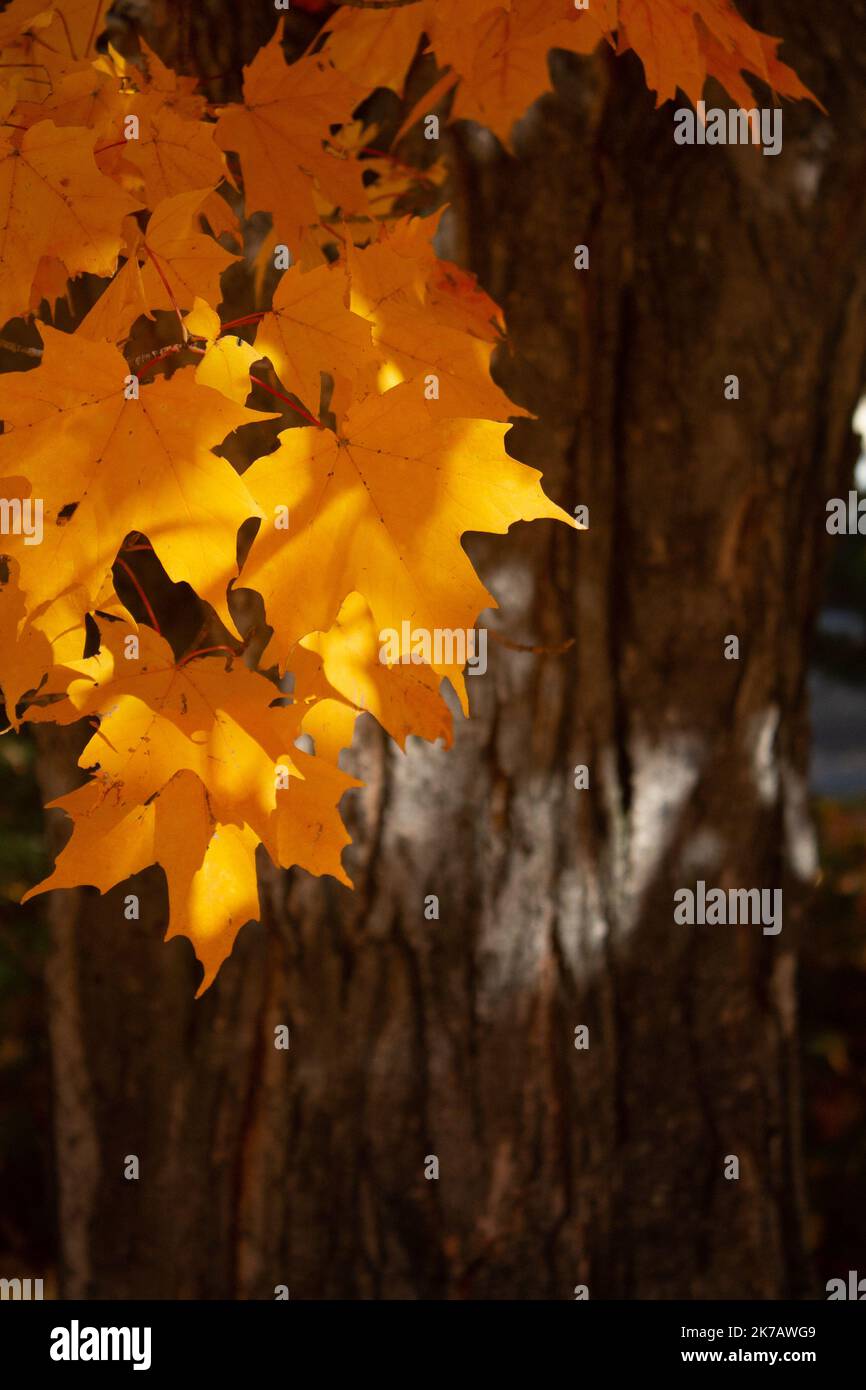 Yellow leaves hanging from a maple tree during fall foliage in Vermont ...
