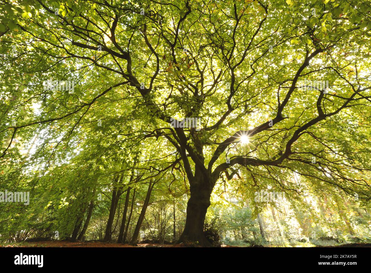 Beech Tree profile Stock Photo - Alamy