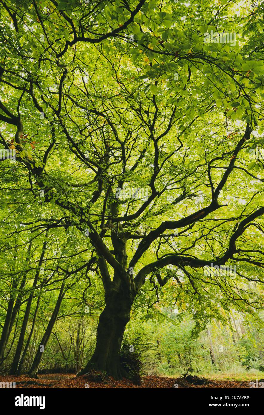 Beech Tree profile Stock Photo - Alamy