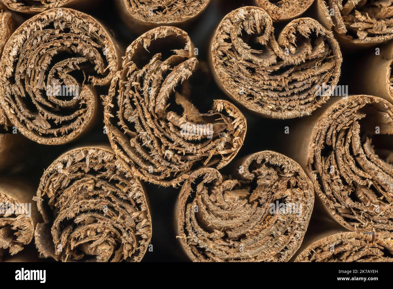 Close up abstract macro of curled bark of Cinnamon tree / Cinnamomum ...