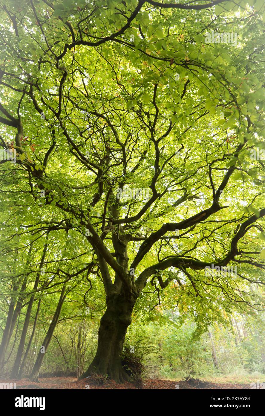 Beech Tree profile Stock Photo - Alamy