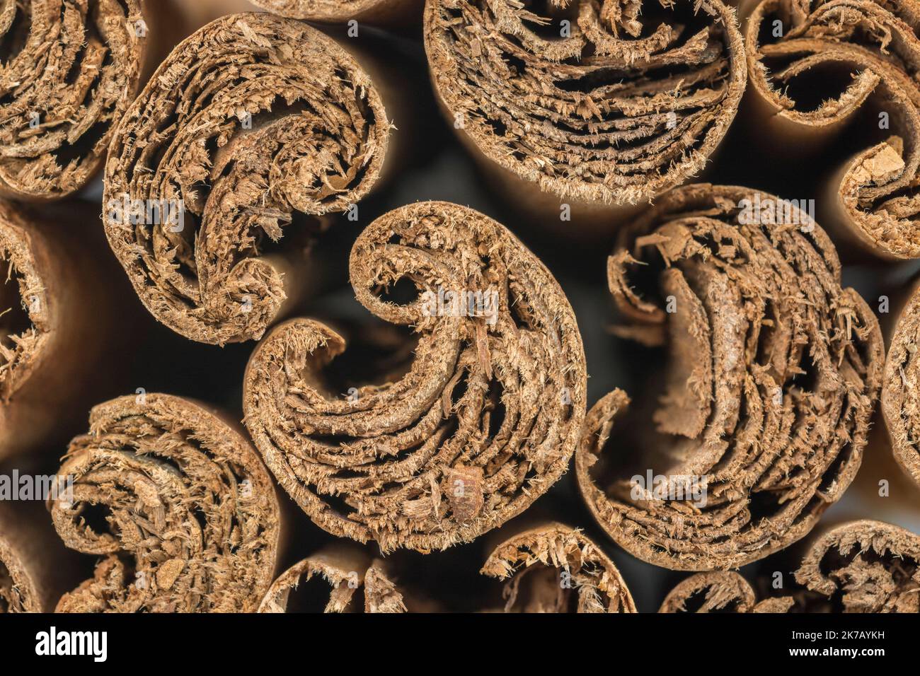 Close up abstract macro of curled bark of Cinnamon tree / Cinnamomum ...
