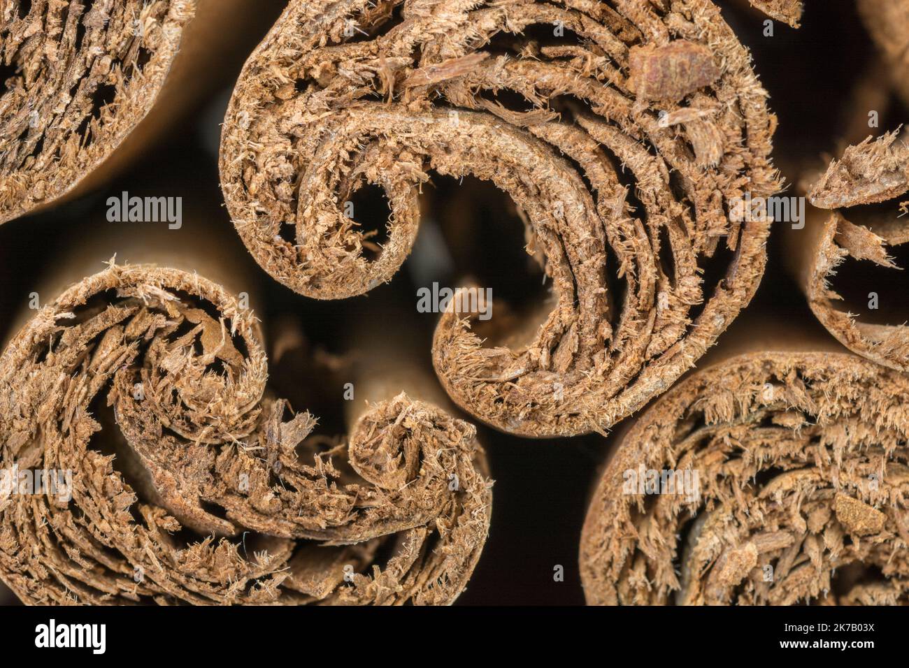 Close up abstract macro of curled bark of Cinnamon tree / Cinnamomum ...