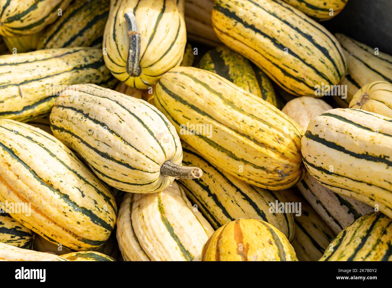 Pile of crookneck squash, useful for fall and autumn backgrounds Stock ...