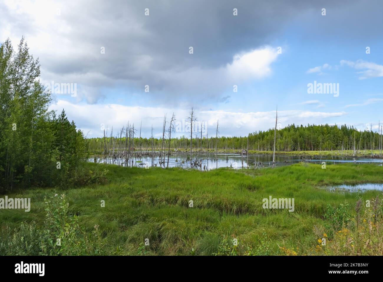 Dry trees in swamps against a blue sky with clouds. Dead trees in the ...