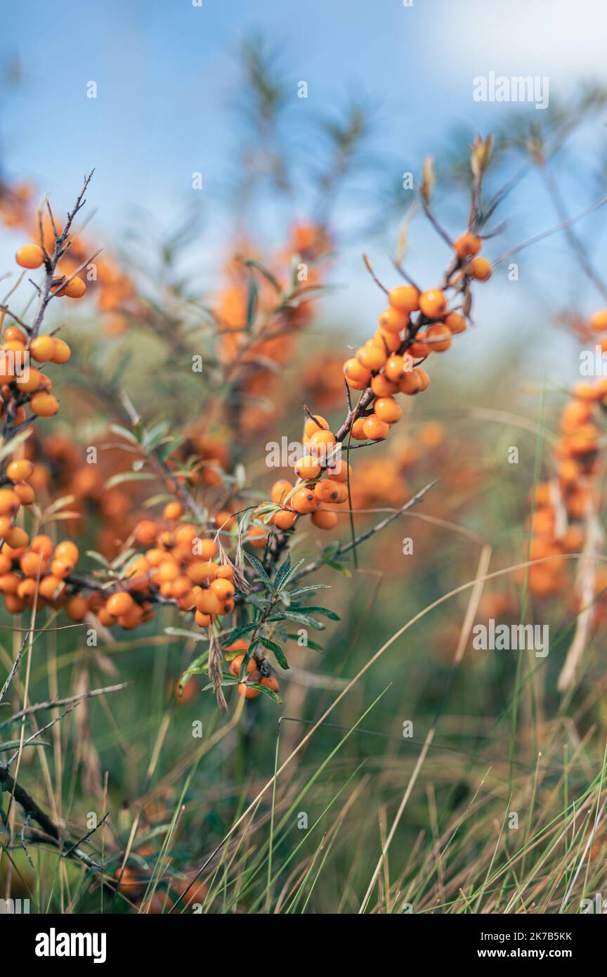 Sea buchkthorn at north sea coast in Denmark. High quality photo Stock ...