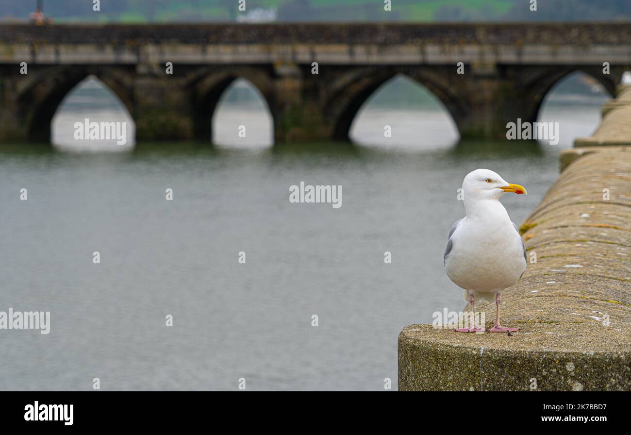 Large single portrait of seagull with marine in background Stock Photo ...
