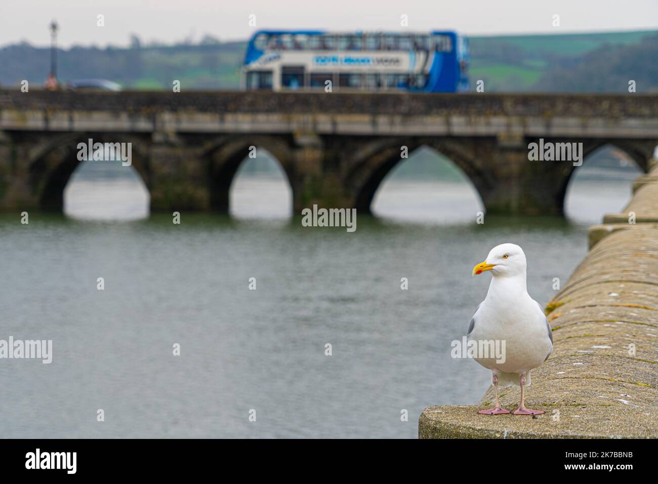 Large single portrait of seagull with marine in background Stock Photo ...