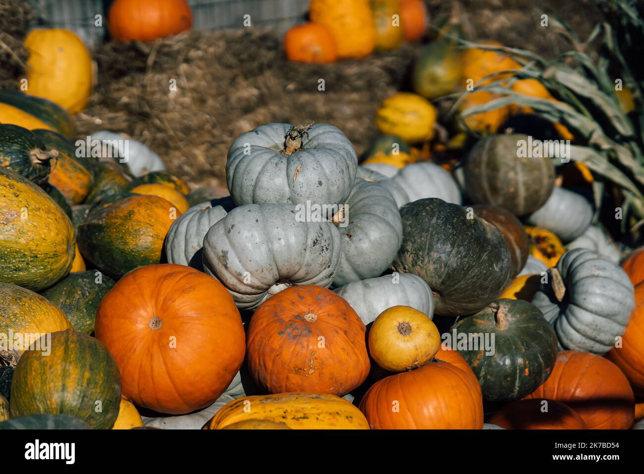 Diverse assortment of pumpkins in the market. Autumn harvest Stock ...