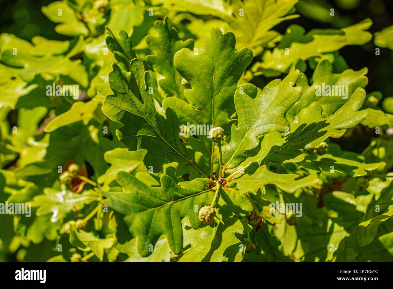 Very small young acorns grow on a branch. The fruit of the Quercus ...