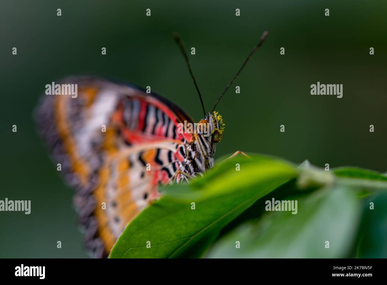 Macro of a Agraulis Vanillae Butterfly on a flower with its proboscis ...