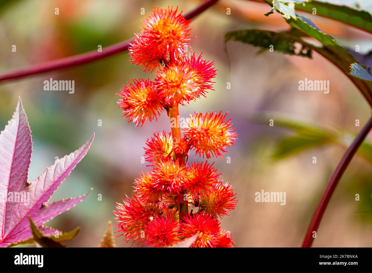 Ricinus communis or castor oil plant growing in garden in summer Stock ...