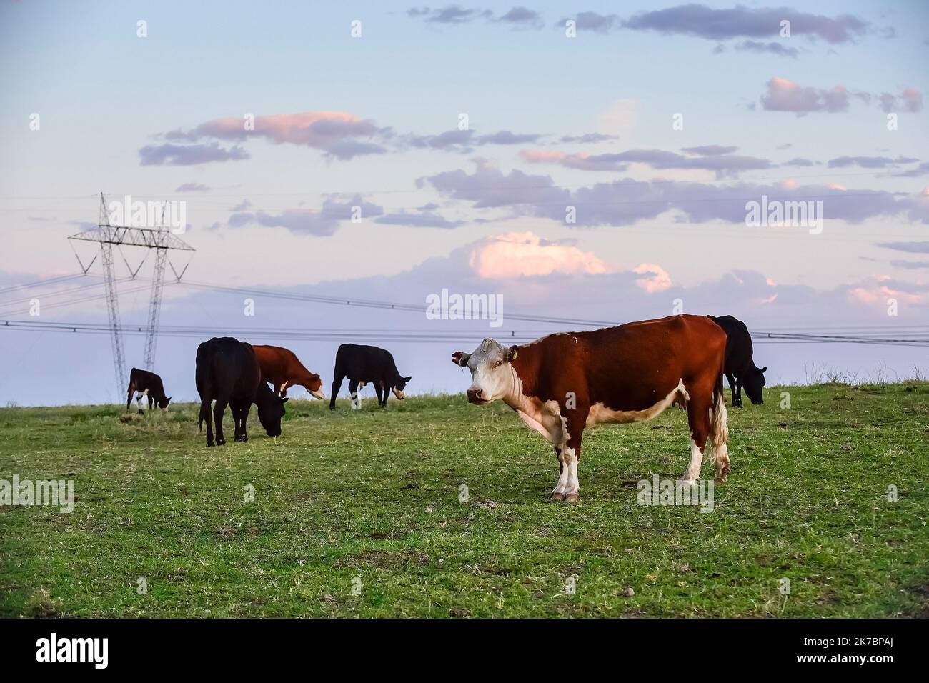 Cows raised with natural pastures, meat production in the Argentine ...
