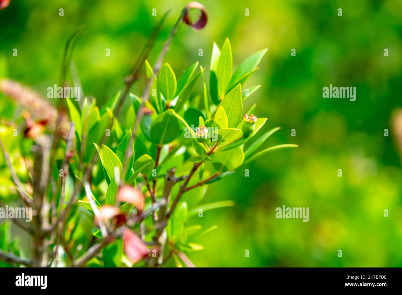 Botanical collection, leaves and berries of myrtus communis or true ...