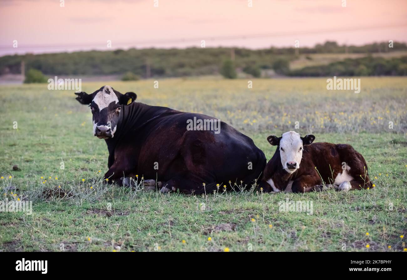 Cows raised with natural pastures, meat production in the Argentine ...