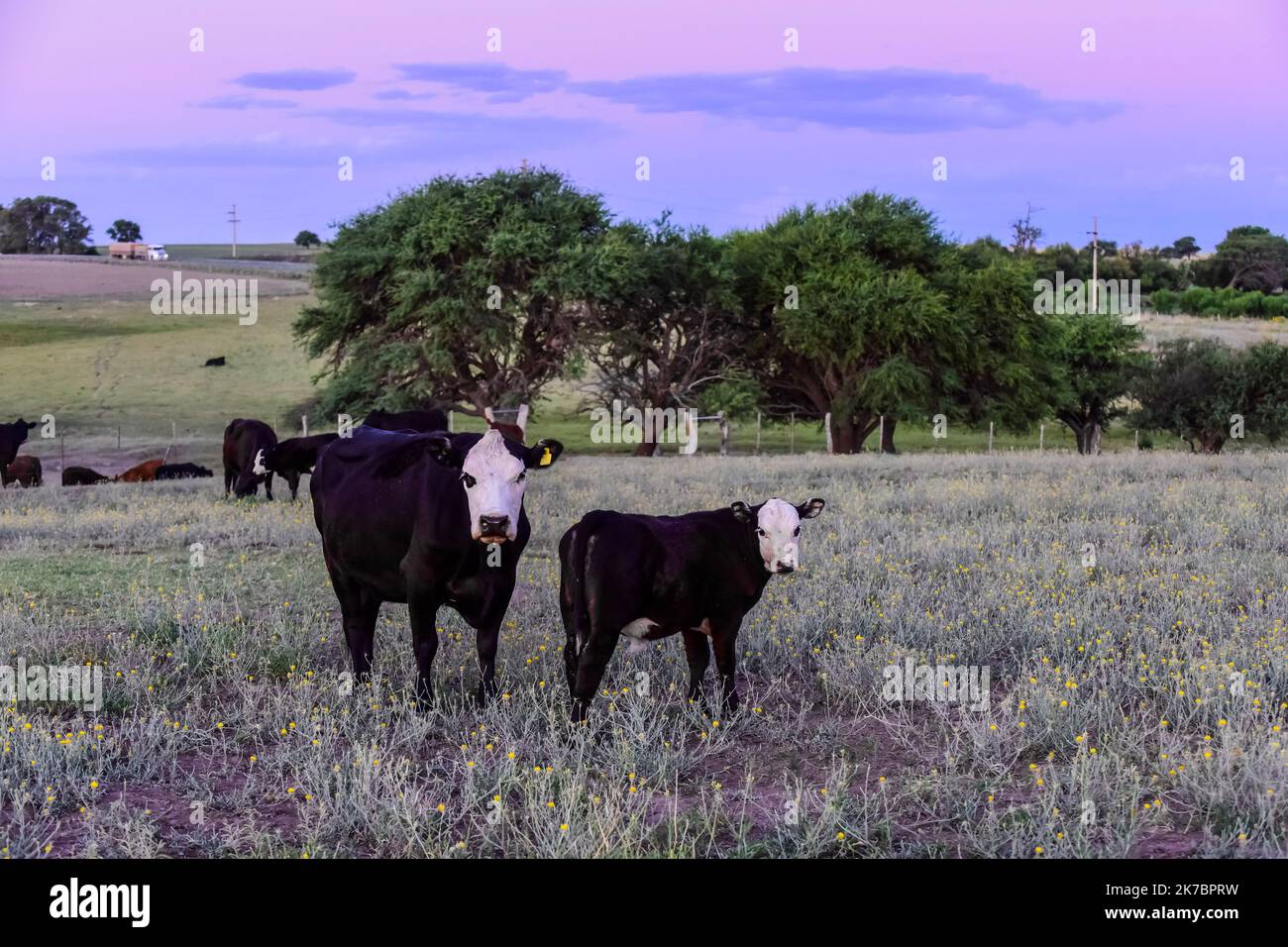 Cows raised with natural pastures, meat production in the Argentine ...