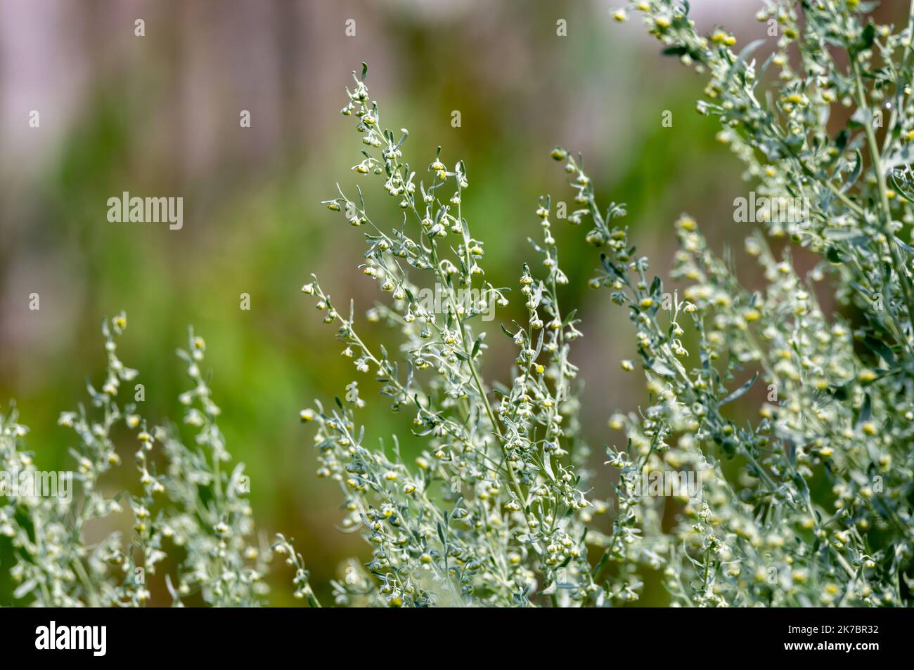Botanical collection, leaves and berries of silver mound artemisia ...