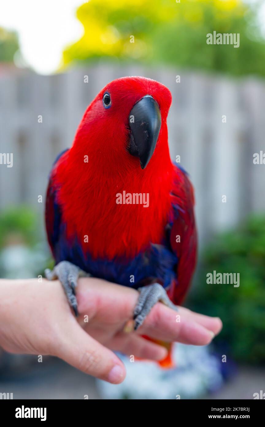 Eclectus parrot solomon islands hi-res stock photography and images - Alamy
