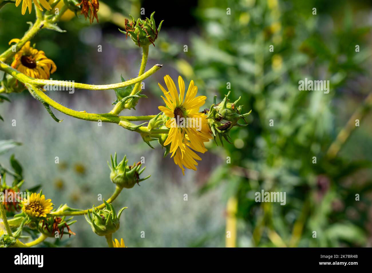 Yellow flowers heads of Silphium laciniatum or compass plant growing in ...