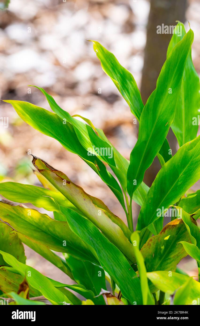 Green leaves of exotic aromatic medicinal plant cardamom close up in ...