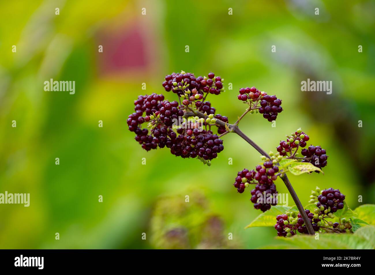 Woody shrub of Eleutherococcus senticosus or Siberian ginseng or ...