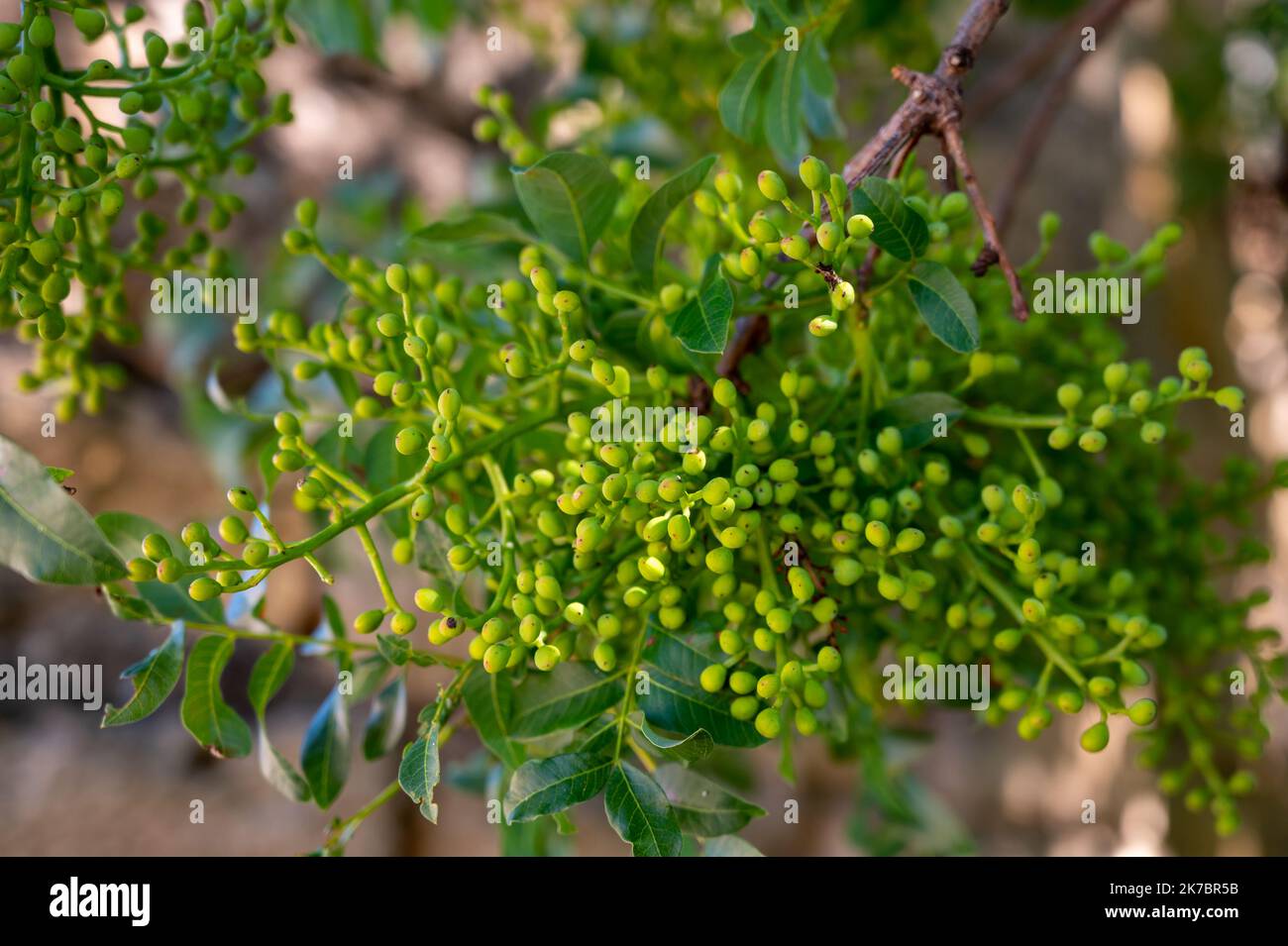 Sweet, delicate, fragrant nuts, Bronte pistachios with brilliant green ...