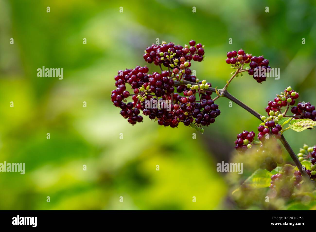 Woody shrub of Eleutherococcus senticosus or Siberian ginseng or ...