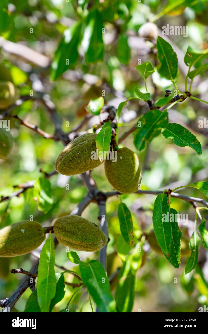 Ripe almonds nuts on almond tree ready to harvest in orchard, close up ...